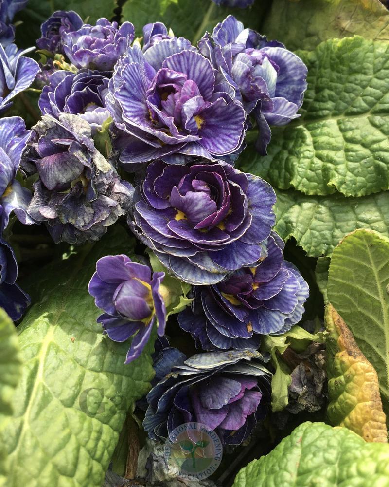 English Primrose (Primula vulgaris Belarina® Baltic Blue) in the ...