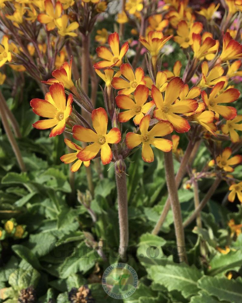Primrose (Primula vulgaris 'Oakleaf Yellow Picotee') in the Primroses ...