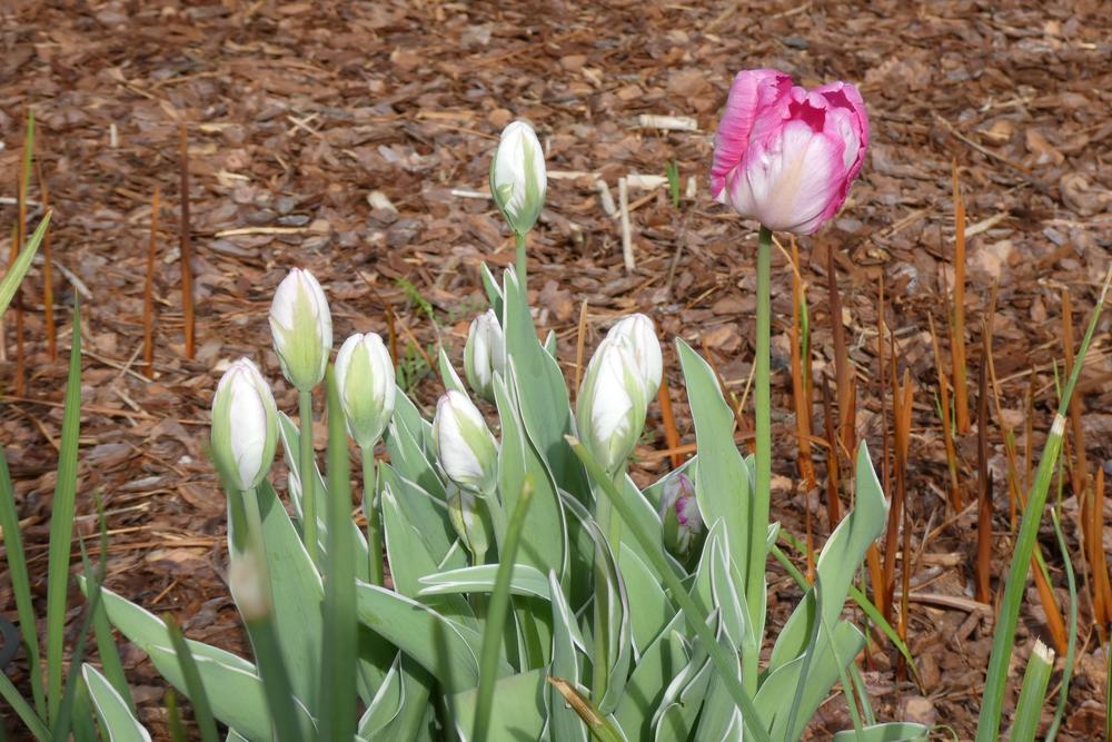 Photo of the closeup of buds, sepals and receptacles of Tulip (Tulipa ...