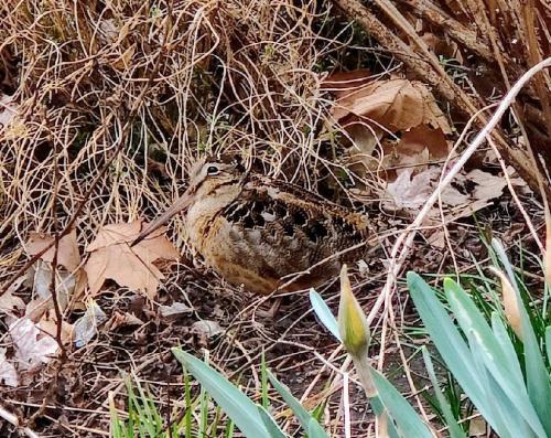 timberdoodle!!! in the Gardening for Butterflies, Birds and Bees forum ...