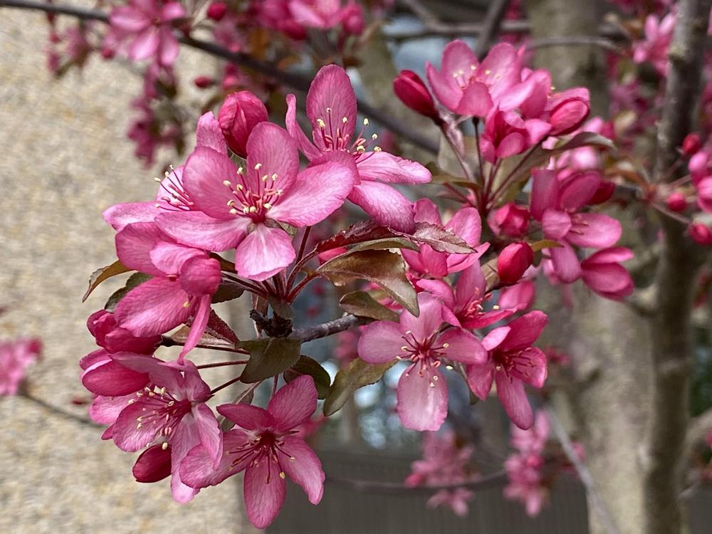 Photo of the bloom of Crabapple (Malus Royal Raindrops®) posted by ...