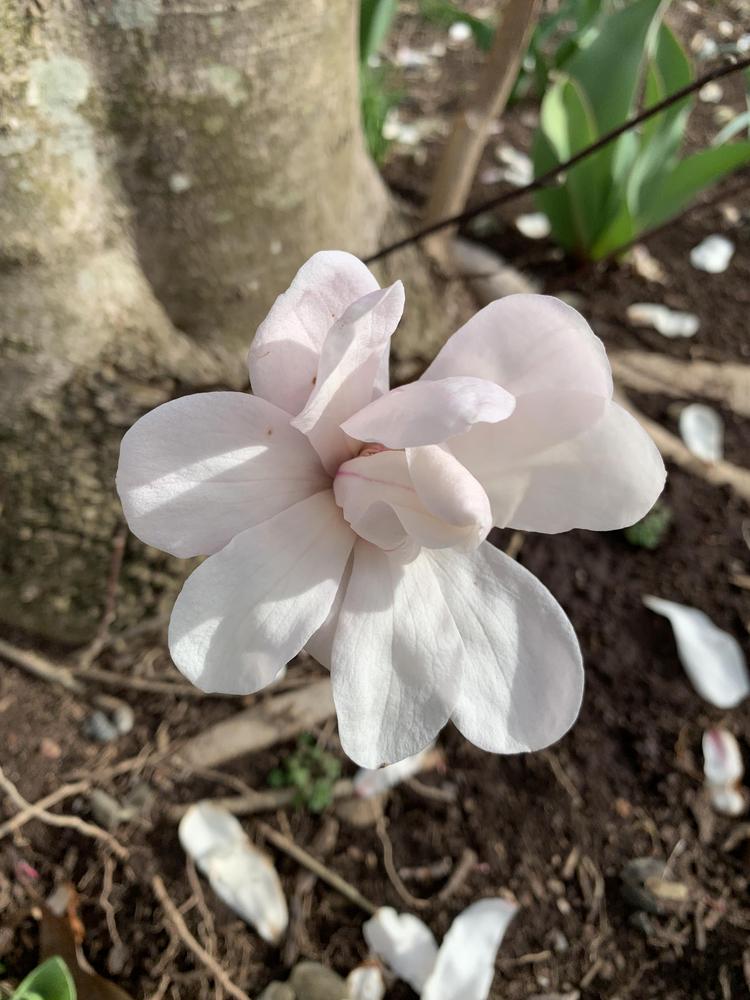 Photo of the bloom of Double Star Magnolia (Magnolia stellata ...