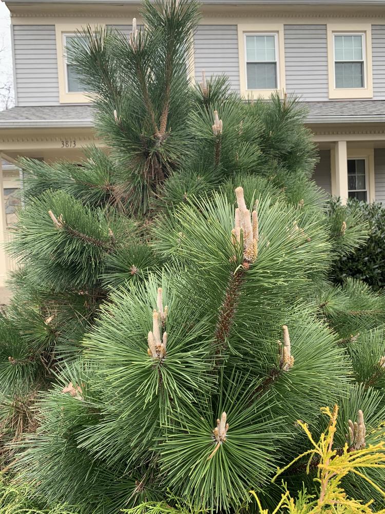 Photo of the leaves of Japanese Black Pine (Pinus thunbergii ...
