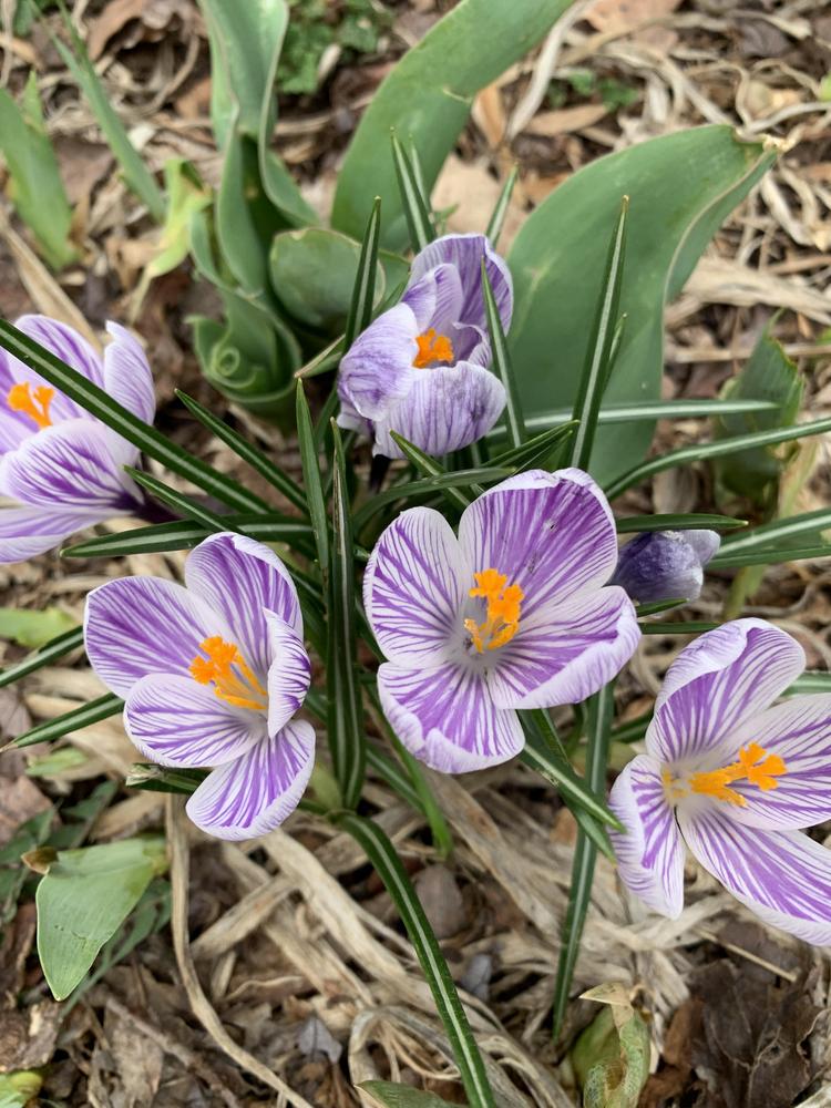 Photo of the bloom of Spring Crocus (Crocus vernus 'Pickwick') posted by JebobaTea - Garden.org
