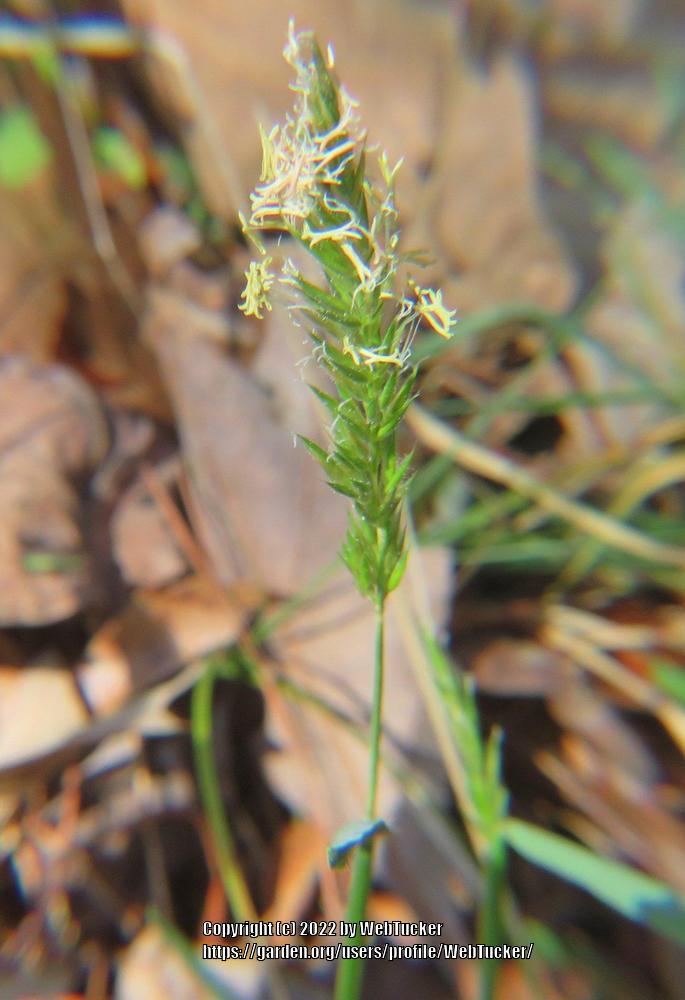 Photo of the bloom of Sweet Vernal Grass (Anthoxanthum odoratum) posted ...
