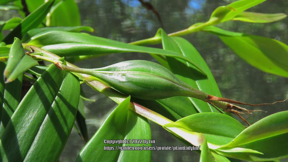 Photo of the seed pods or heads of Lady of the Night Orchid (Epidendrum ...