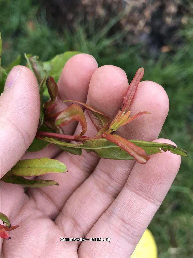 Russian Pomegranate (Punica granatum Afganski) in the Pomegranates ...