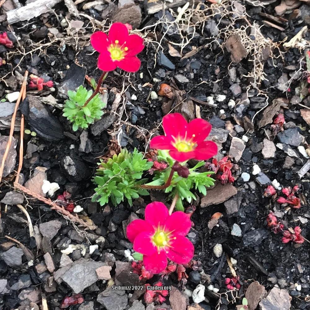 Photo of the entire plant of Mossy Saxifrage (Saxifraga 'Scenic Red ...