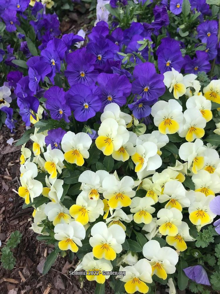 Photo of the entire plant of Pansy (Viola x wittrockiana Cool Wave ...