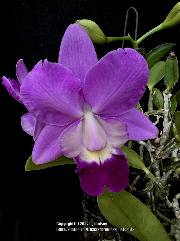 Orchid (Cattleya Aloha Case) - Garden.org