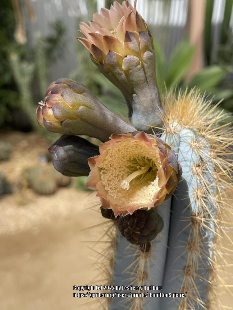 Photo of the bloom of Blue Columnar Cactus (Pilosocereus pachycladus ...