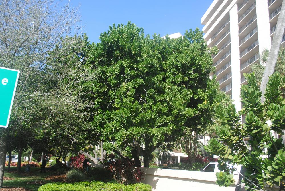 Autograph Tree (Clusia rosea) - Garden.org