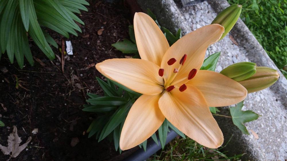 Lily (Lilium Lily Looks™ Tiny Moon) in the Lilies Database - Garden.org