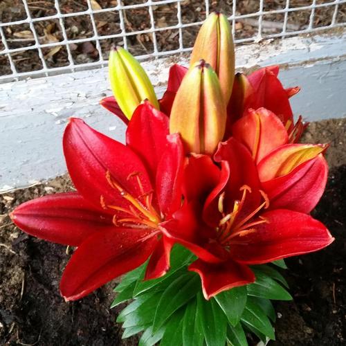 Lily (Lilium Lily Looks™ Tiny Rocket®) in the Lilies Database - Garden.org