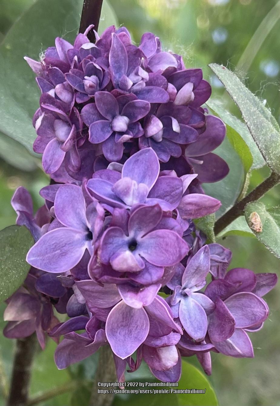 Lilac (Syringa First Editions® Virtual Violet™) in the Lilacs Database ...