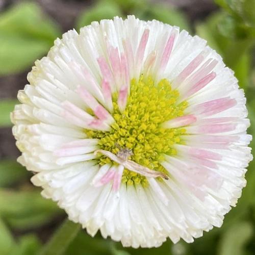 English Daisy (Bellis perennis Bellissima™ Rose Bicolor) - Garden.org