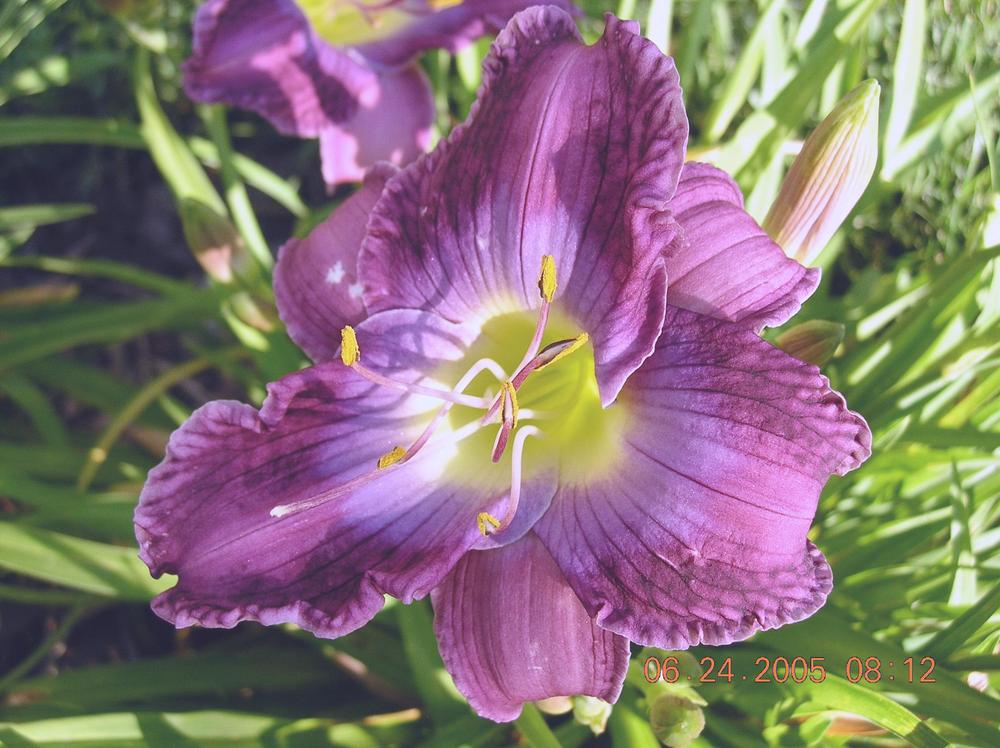 Daylily (Hemerocallis 'Baby Blue Eyes') in the Daylilies Database ...