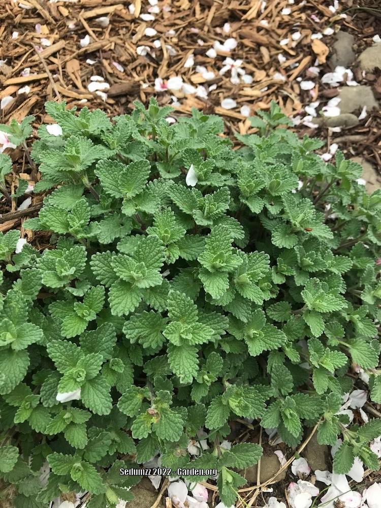 Photo of the emerging growth of Catmints (Nepeta) posted by sedumzz ...