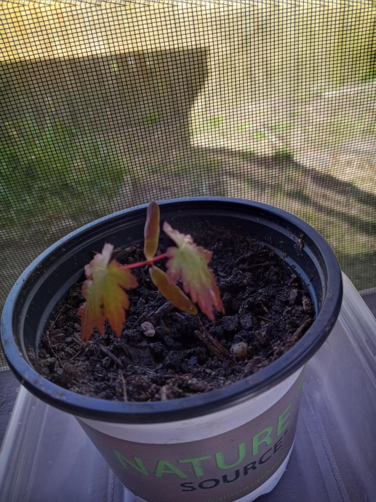 Baby Japanese Maple in the Trees and Shrubs forum - Garden.org