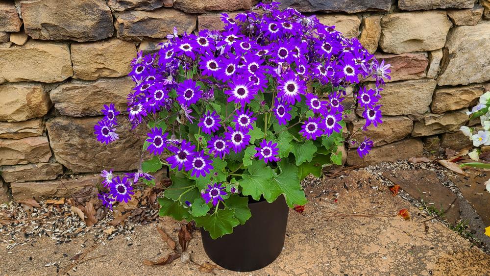 Photo of the entire plant of Florist's Cineraria (Pericallis Senetti ...