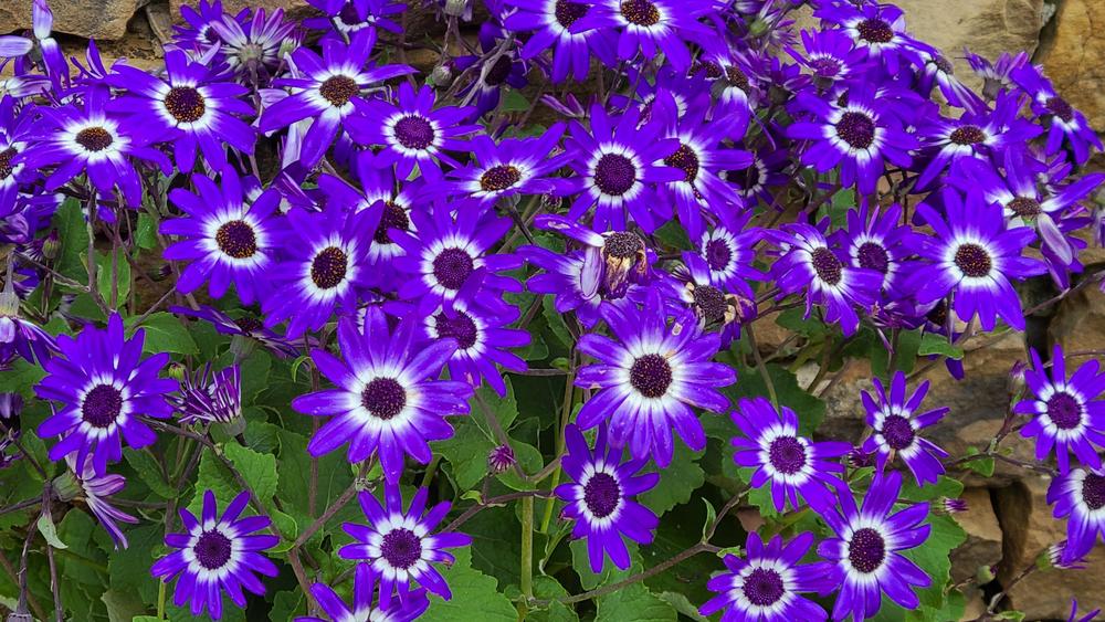 Photo of the bloom of Florist's Cineraria (Pericallis Senetti® Blue ...