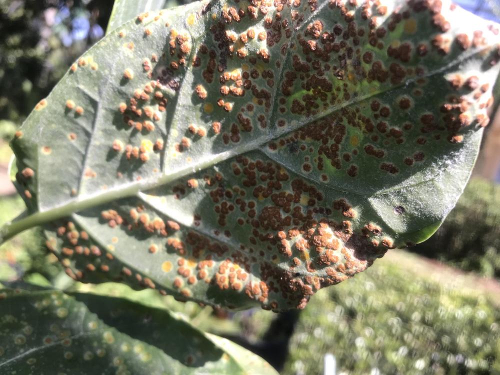 Giant Milkweed Pest How to Treat? in the Pests and Diseases forum ...