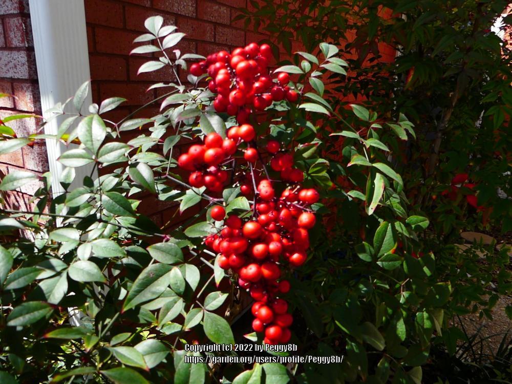 Dwarf Nandina (Nandina domestica 'Compacta') in the Heavenly Bamboos ...