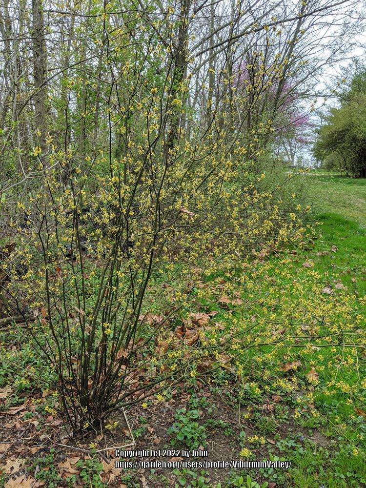 Photo of the entire plant of Mountain Spicebush (Lindera reflexa ...