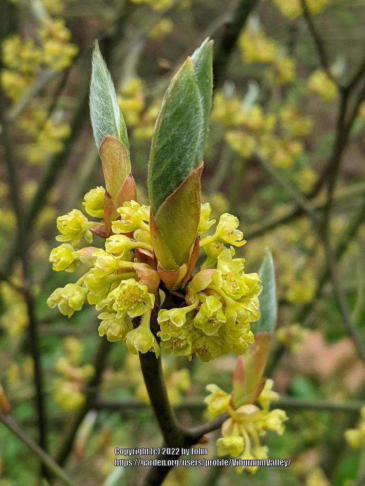 Photo of the emerging growth of Mountain Spicebush (Lindera reflexa ...