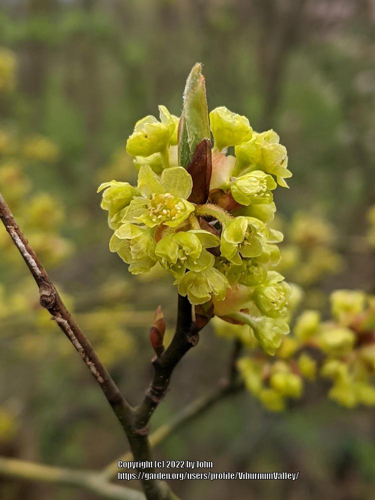 Photo of the bloom of Mountain Spicebush (Lindera reflexa) posted by ...