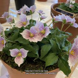 Photo of the entire plant of Brook Wakerobin (Pseudotrillium rivale ...