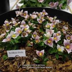 Photo of the entire plant of Brook Wakerobin (Pseudotrillium rivale ...