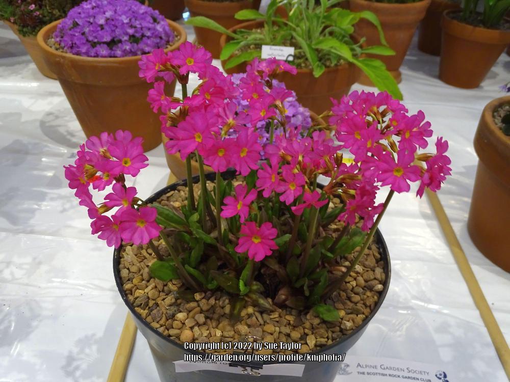 Himalayan Meadow Primrose (Primula rosea) in the Primroses Database ...