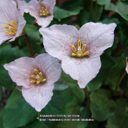 Photo of the entire plant of Brook Wakerobin (Pseudotrillium rivale ...