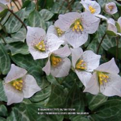 Photo of the entire plant of Brook Wakerobin (Pseudotrillium rivale ...