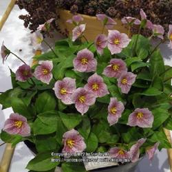 Photo of the entire plant of Brook Wakerobin (Pseudotrillium rivale ...