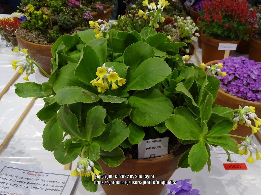 Primrose (Primula palinuri) in the Primroses Database - Garden.org