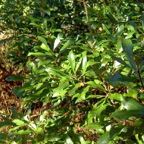 Southern Bayberry (Morella caroliniensis) - Garden.org