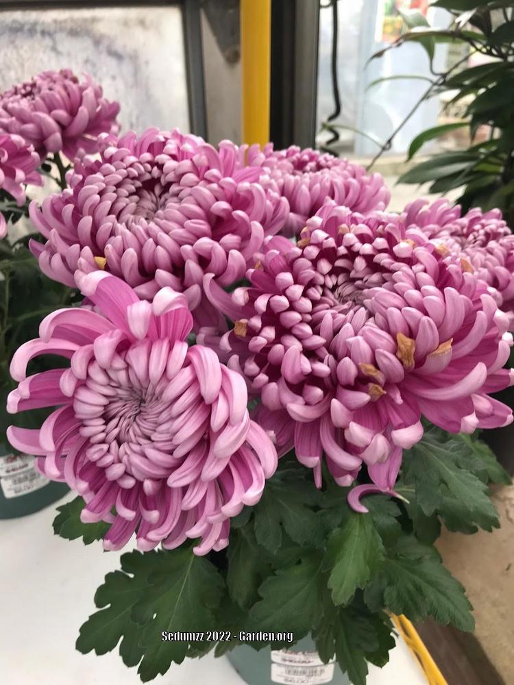 Pot Mum (Chrysanthemum indicum 'Cosmo Purple') - Garden.org