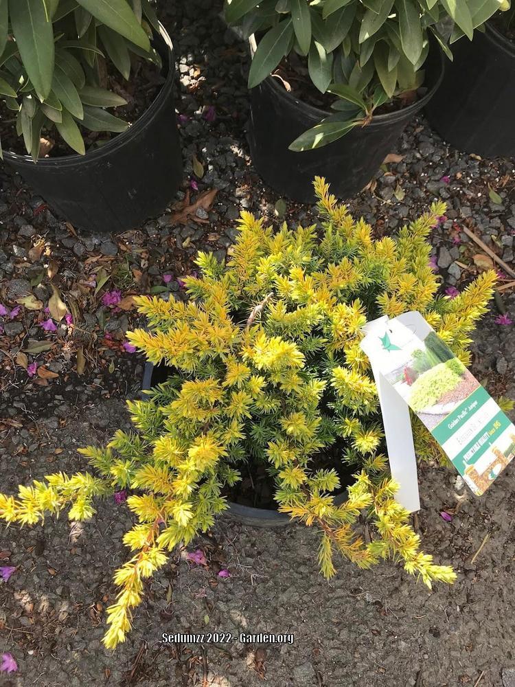 Shore Juniper (Juniperus rigida subsp. conferta Golden Pacific ...