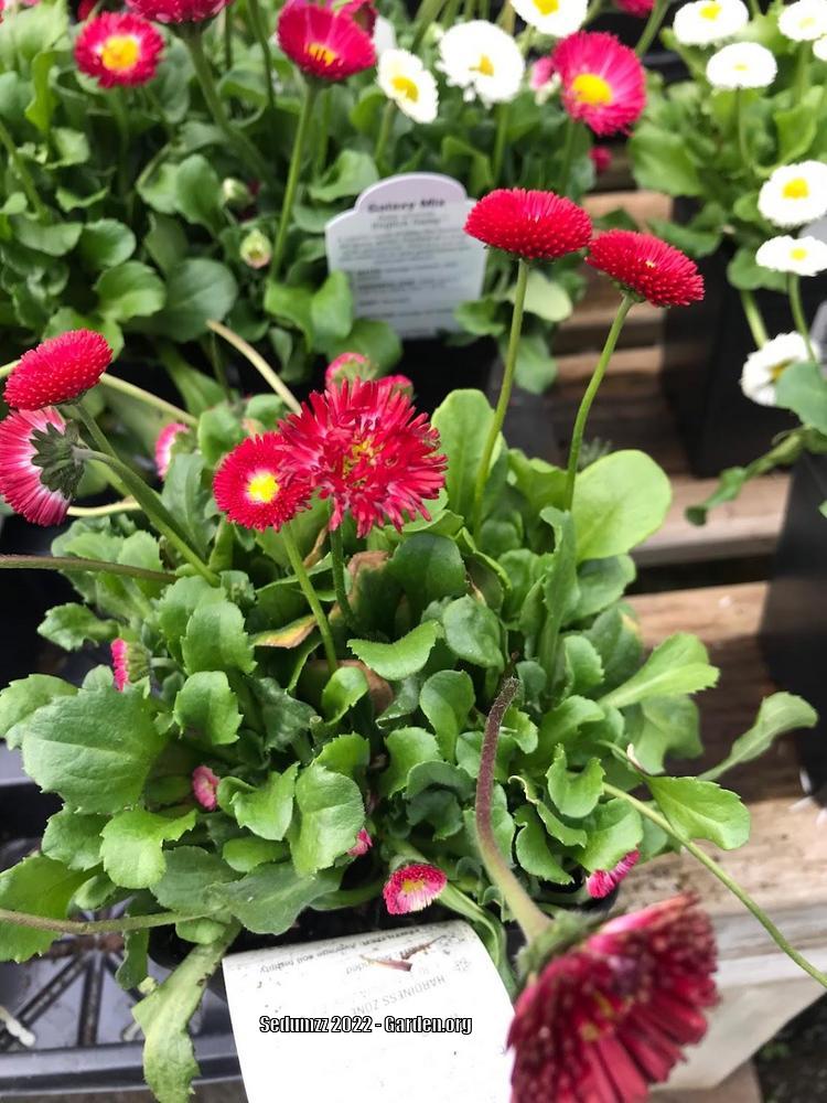 Photo of the entire plant of English Daisy (Bellis perennis Bellissima ...