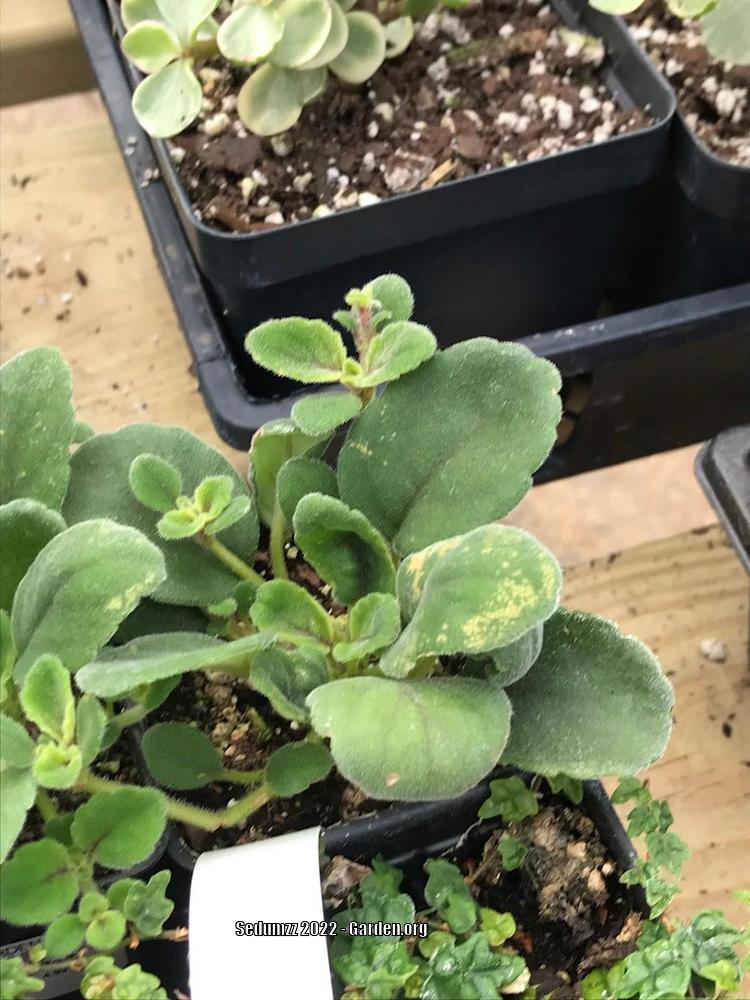 Photo of the entire plant of Lace Flower (Alsobia dianthiflora) posted ...