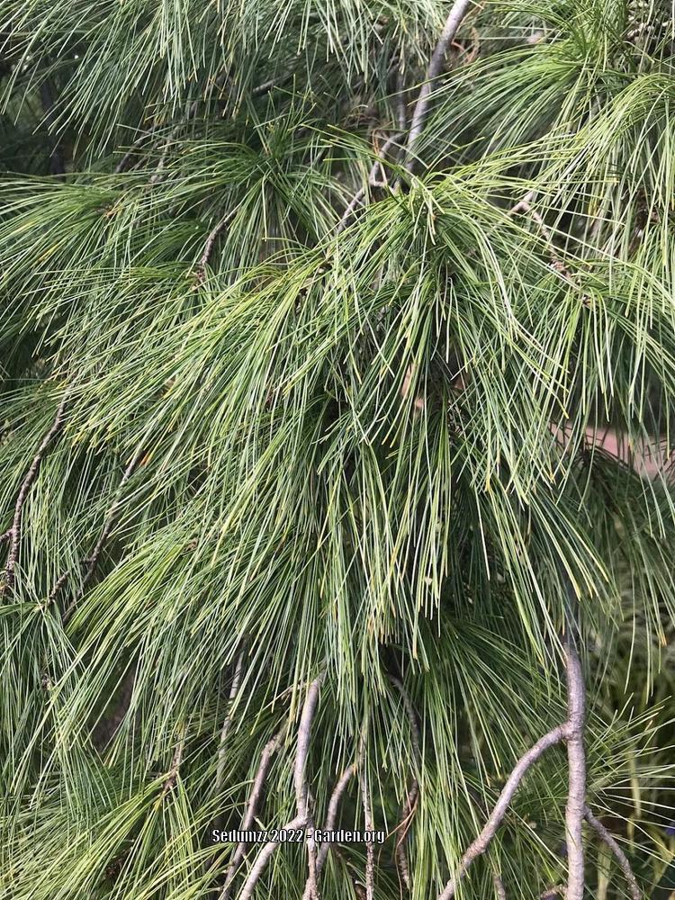 Photo of the leaves of Weeping White Pine (Pinus strobus 'Pendula ...