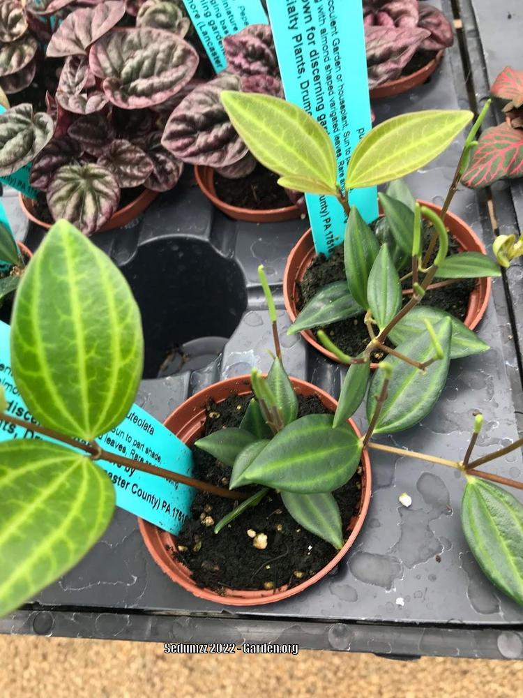 Photo of the entire plant of Parallel Peperomia (Peperomia tetragona ...