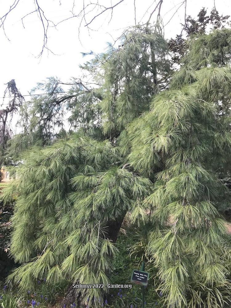 Photo of the entire plant of Weeping White Pine (Pinus strobus 'Pendula ...