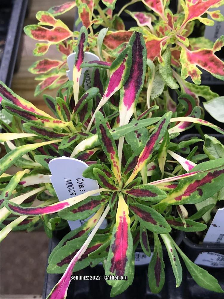 Coleus (Coleus scutellarioides Under the Sea™ Sea Urchin Neon) in the ...