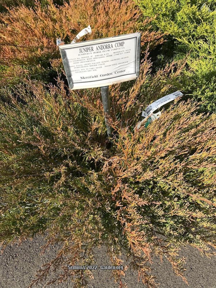 Creeping Juniper (Juniperus horizontalis 'Andorra Compacta') - Garden.org