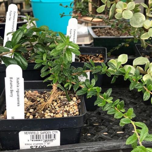 Bahama Berry (Nashia inaguensis) - Garden.org