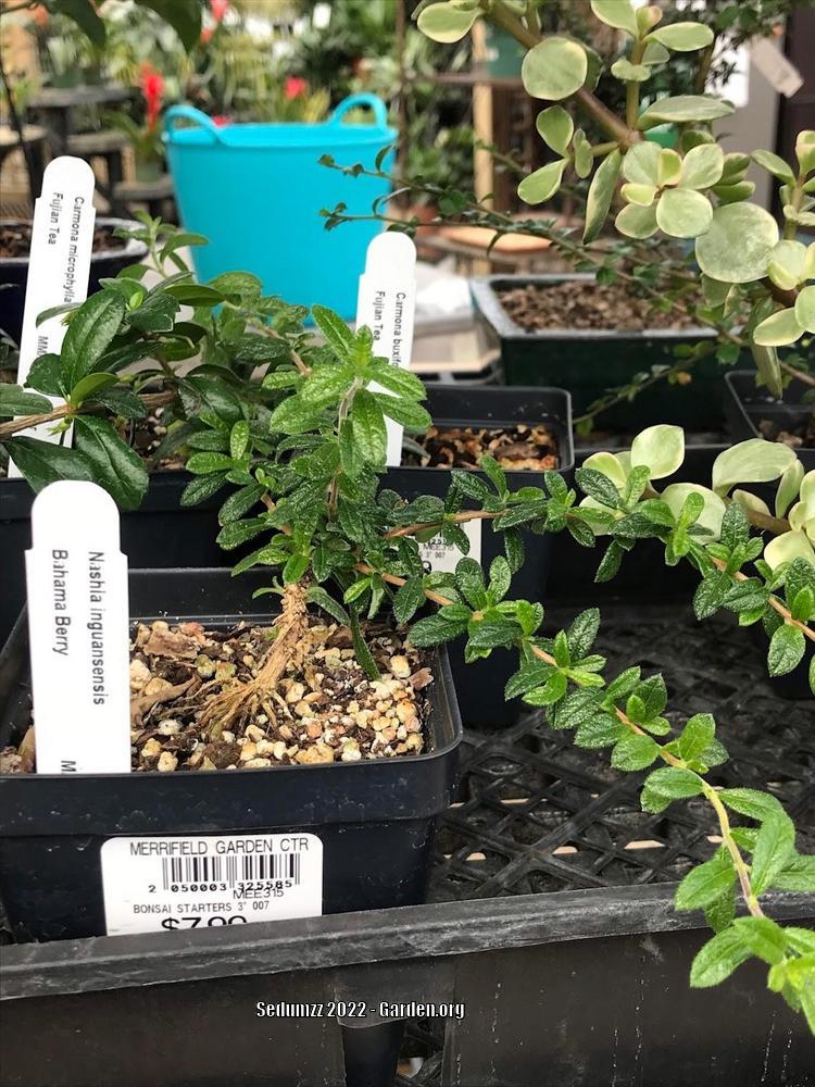 Bahama Berry (Nashia inaguensis) - Garden.org