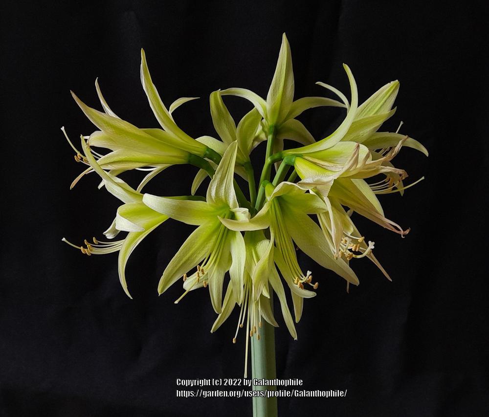 Photo of the bloom of Amaryllis (Hippeastrum 'Evergreen') posted by Galanthophile - Garden.org